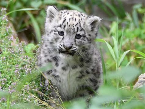 Newborn Snow Leopard Cubs Play As Mom Watches Over In Heartwarming Video Newsweek