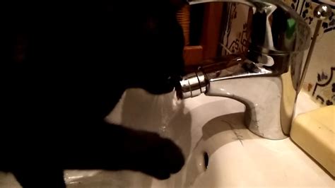 Котенок пет Youtube