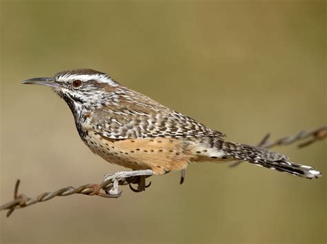 Cactus Wren In A Cactus