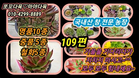쪼꼬다육 109편명품10종중품5종철화5종 모두모두 힘내세요~국내산 창전문농장 Youtube