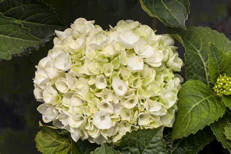 Hydrangea Macrophylla Everbloom White Wonder 30 40 Cm Winterhart