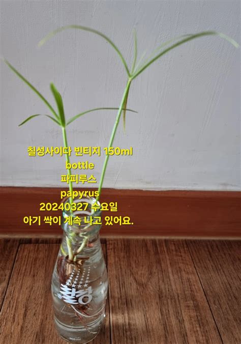 Limited Edition 칠성사이다 병에 담긴 파피루스 종이의 기원인 파피루스 식물 병값만 받네요