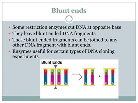 Restriction Modification System Types Of Restriction Enzymes Pptx