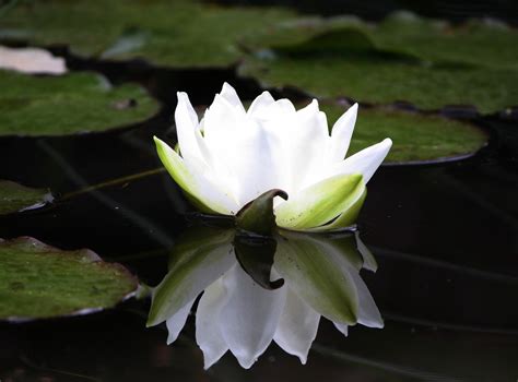 Seerose Foto And Bild Natur Landschaft Pflanzen Bilder Auf Fotocommunity