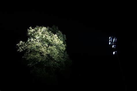 무료 이미지 나무 검정색과 흰색 하늘 밤 햇빛 잎 꽃 녹색 반사 어둠 조명 달 월광 등 시원한