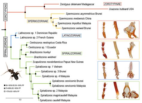 Dichotomous Key For Insect Classification At Nate Hocking Blog