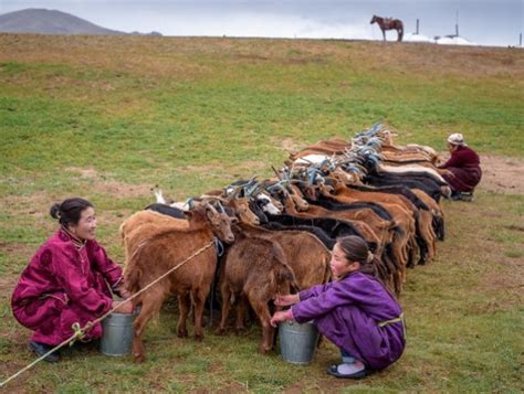 “Ямааны аж ахуй сүү үйлдвэрлэл” сэдэвт олон улсын бүсийн хэлэлцүүлэг боллоо