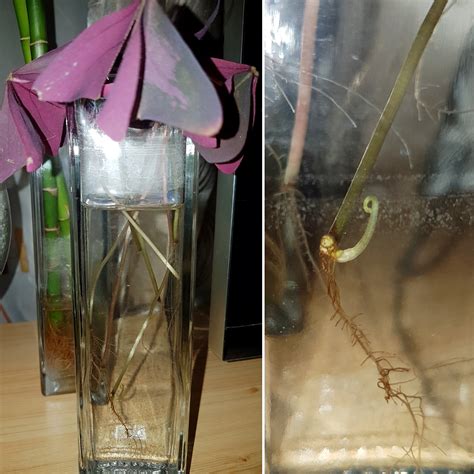 Oxalis Triangularis Leaf Propagation Success Rplantprogress