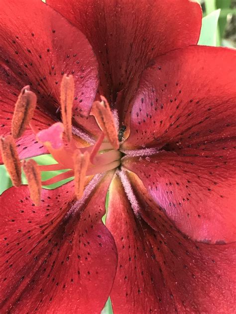 Lily (Lilium 'Pokerface') in the Lilies Database - Garden.org