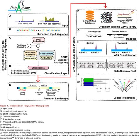 figure 1 from polyaminer bulk is a deep learning based algorithm that