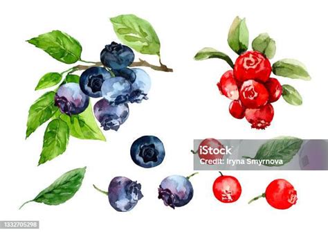 흰색 배경에 고립 된 녹색 잎과 나뭇 가지에 블루 베리와 붉은 링곤 베리의 열매 수채화 잔가지에 대한 스톡 벡터 아트 및 기타 이미지 잔가지 블루베리 컷아웃 Istock
