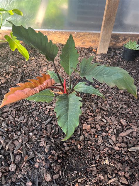 Philodendron Pluto Choco Empress Live Plant Etsy