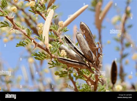 Seed Pods Detail Hi Res Stock Photography And Images Alamy