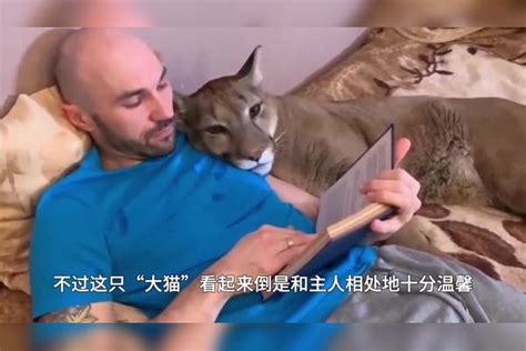 黏人的美洲狮，因太黏人成网红，主人只能当大猫来养了，好可爱！主人美洲狮