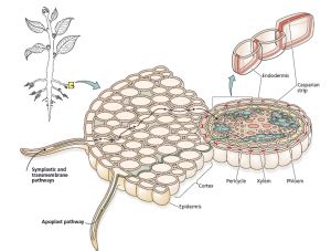 Root Anatomy Study Solutions