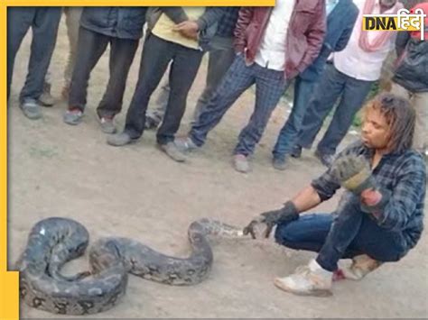 Python Viral Video खेत में सुरंग से स्नेक सेवर ने पकड़े इतने अजगर