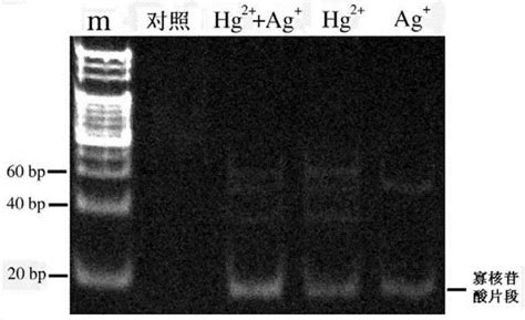 Difunctional Aptamer Detection Kit And Detection Method Eureka Patsnap