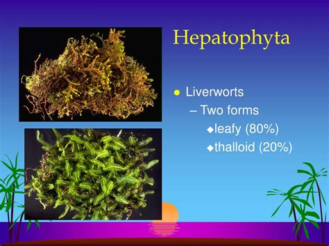 Ppt Seedless Plants Powerpoint Presentation Free Download Id 2995172