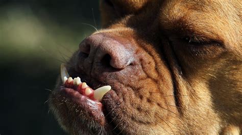 Безкосмест френски булдог спечели конкурса за най грозно куче в света Новини бг