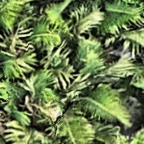 Mangrove Object Detection Dataset By Mangrove