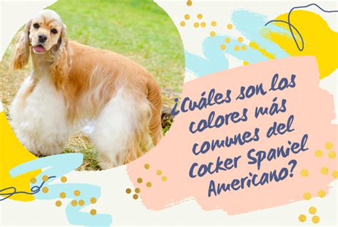 Colores Más Comunes Del Cocker Spaniel Americano