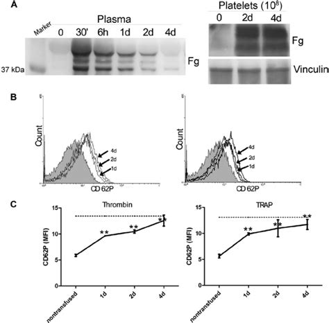 Fibrinogen Transfusion Recovered Platelet Surface P Selectin In Fg ؊ Download Scientific