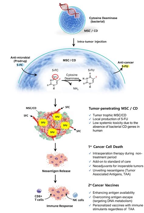 Solid Cancer 셀레브레인