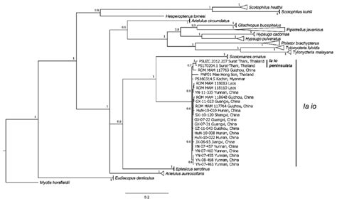 Bayesian Tree Using Hkyig Nucleotide Substitution Model Based On The