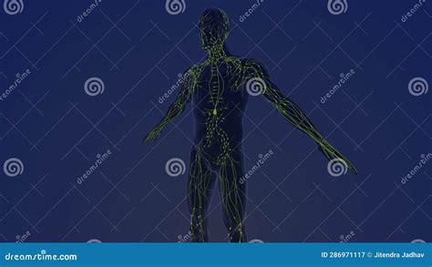 Supporting Cells Neuroglia Or Glial Cells Vector Illustration 47597814