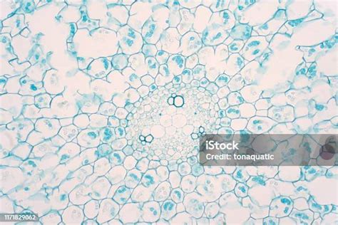 교육 식물 생리학에 대한 현미경보기에서 식물 뿌리의 단면 0명에 대한 스톡 사진 및 기타 이미지 0명 개발 과학 Istock