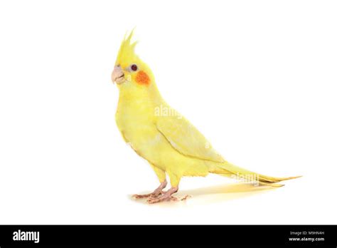Yellow Cockatiel Bird