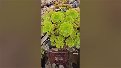 꽃피는염좌샐러드볼반려식물키우기다육식물 Youtube