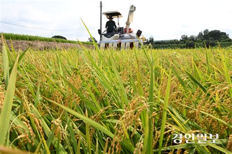 화보 조생종 벼 ‘첫 수확