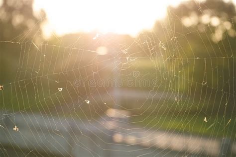 Close Up Of The Spider Web Or Cob Web With Midges And Flies On Warm Background Of Autumn Sunset