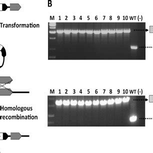 A Schematic Representation Of Lambda Red Mediated Chromosomal Download Scientific Diagram