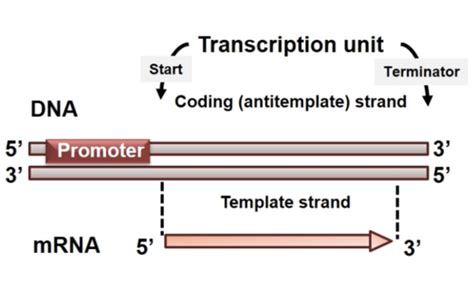 39 40 Transcription Rna Processing And Gene Expression Control