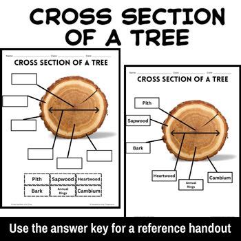 Cross Section Of A Tree Tree Anatomy Elementary Agriculture Tpt