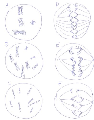 Genetics Quiz 7 9 Flashcards Quizlet
