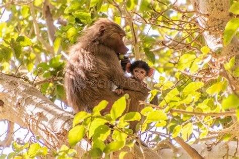 Hamadryas Baboon Papio Hamadryas On A Tree Near Thee Ain Dhi Ayn Village Saudi Arab Stock