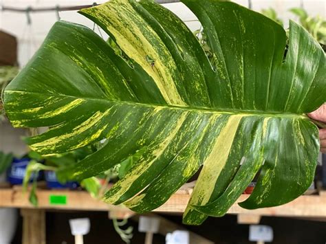 Hawaiian Pothos Care And Propagation Guide The Plant Guide