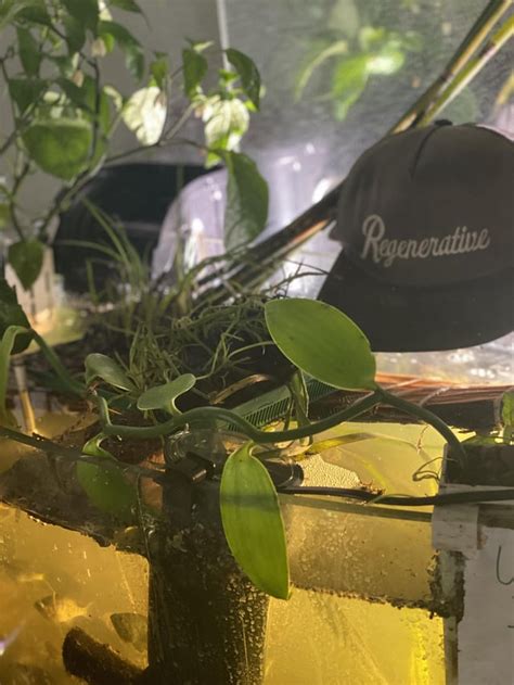 recreated vanilla orchid swamp rainforest environment r aquarium