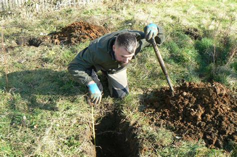 Tree Root Distribution Usherwood Arboriculture