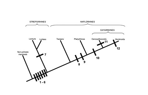 Solved Strepsirhines Haplorhines Catarrhines Lemurs Lorises