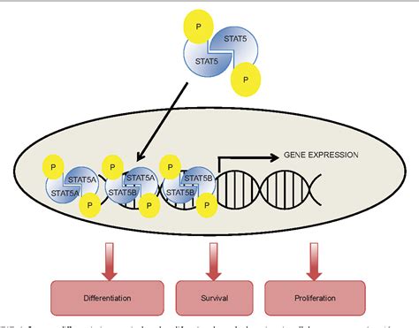 Figure 1 From Overview Of The Stat5 Signaling Node In Mammary Epithelial Cells Signal Transducer