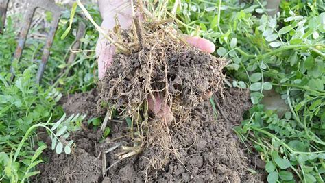 Long Term Benefits Of Cover Crops Examined On Suffolk Farm Farmers Weekly