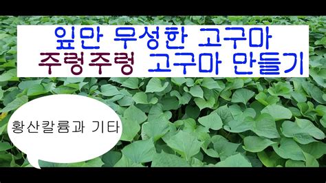 잎 무성한 고구마 주렁주렁한 고구마로 만들기 Youtube