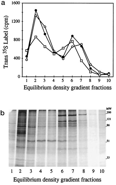 Purification Of Ccvs On Ficoll 2 H 2 O Equilibrium Density Gradient