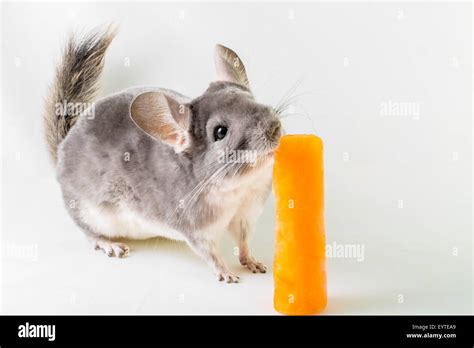 Enjoy Licking Hi Res Stock Photography And Images Alamy