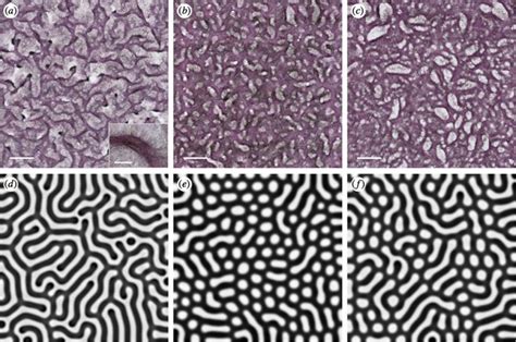Alan Turing Pattern Formation