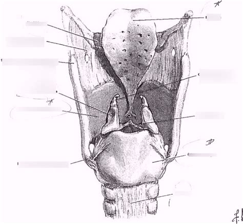 Anatomy Quiz 2 Midterm Review Diagram Quizlet